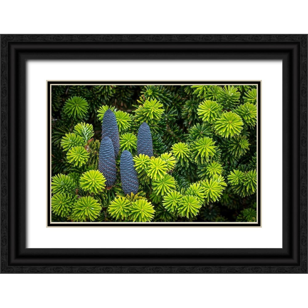 Mahan, Kathy 14x11 Black Ornate Wood Framed with Double Matting Museum ...