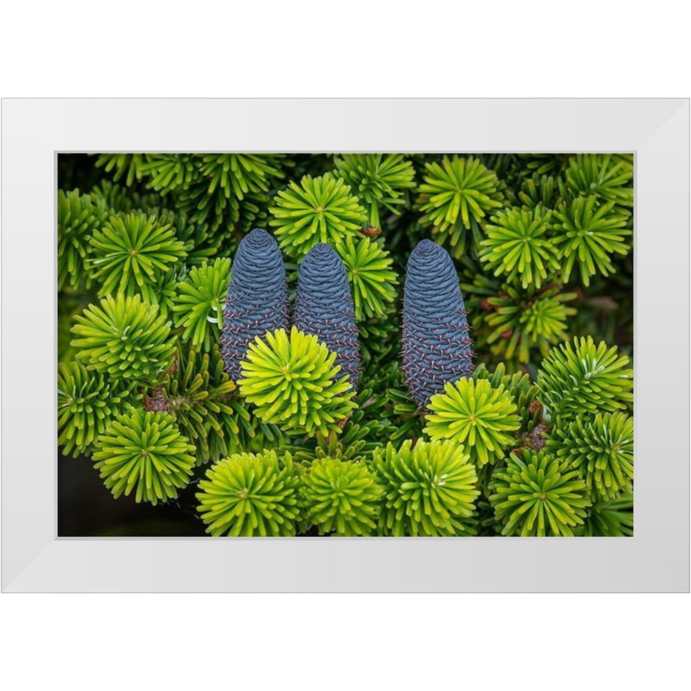 Mahan, Kathy 18x13 White Modern Wood Framed Museum Art Print Titled ...