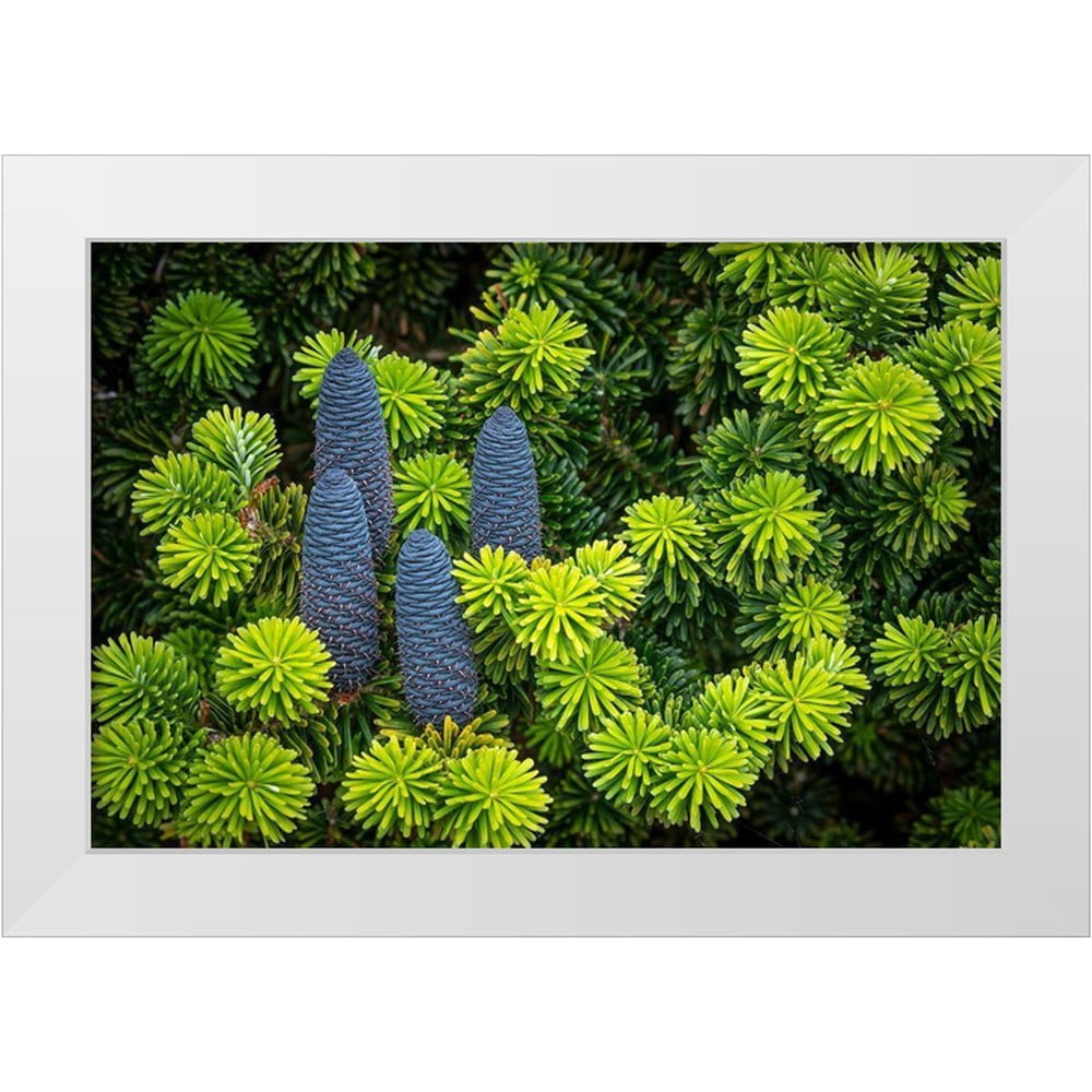 Mahan, Kathy 24x17 White Modern Wood Framed Museum Art Print Titled ...