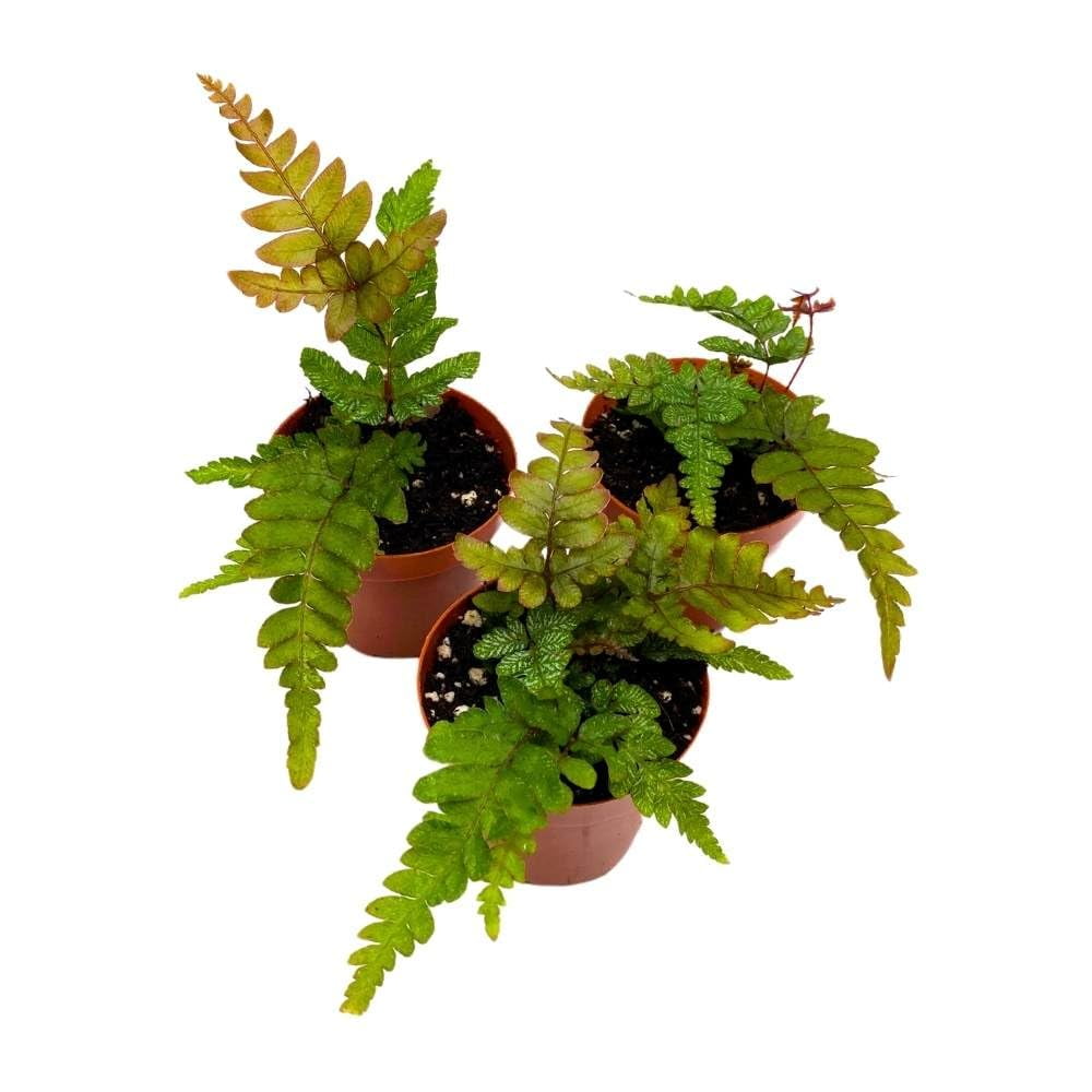 Mahogany Fern 2 inch Set of 3 Didymochlaena truncatula Tiny Mini Pixie ...