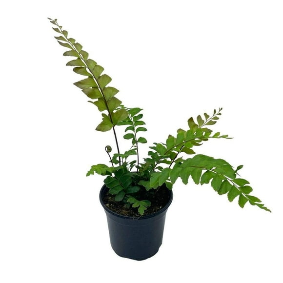 Ferns in Indoor Plants - Walmart.com