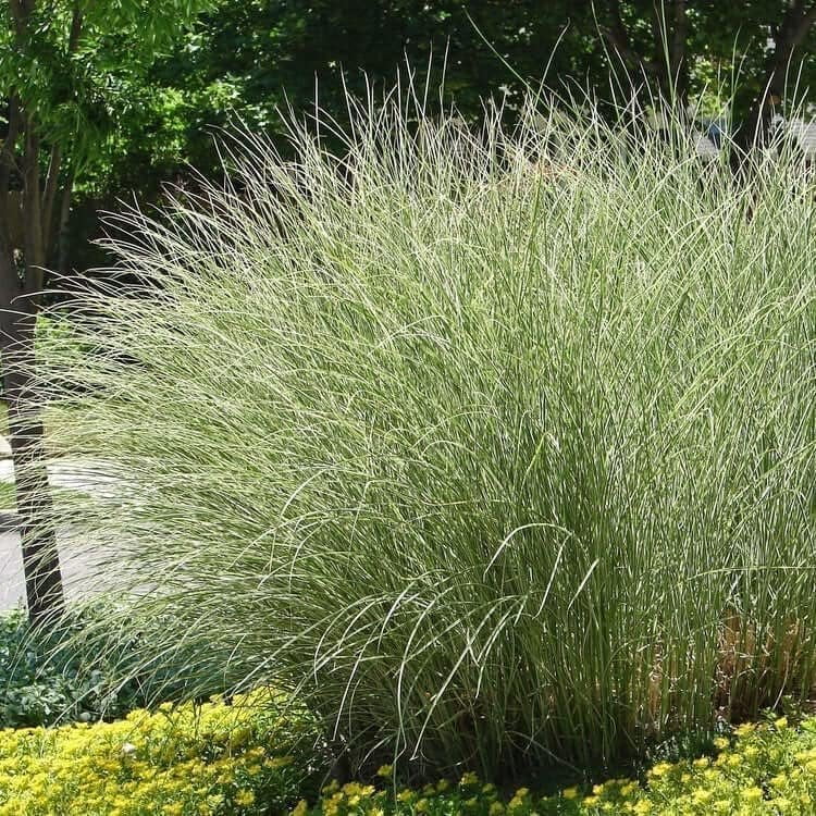 Maiden Grass Morning Light Plants 40 Live Seedlings Miscanthus Sinensis ...