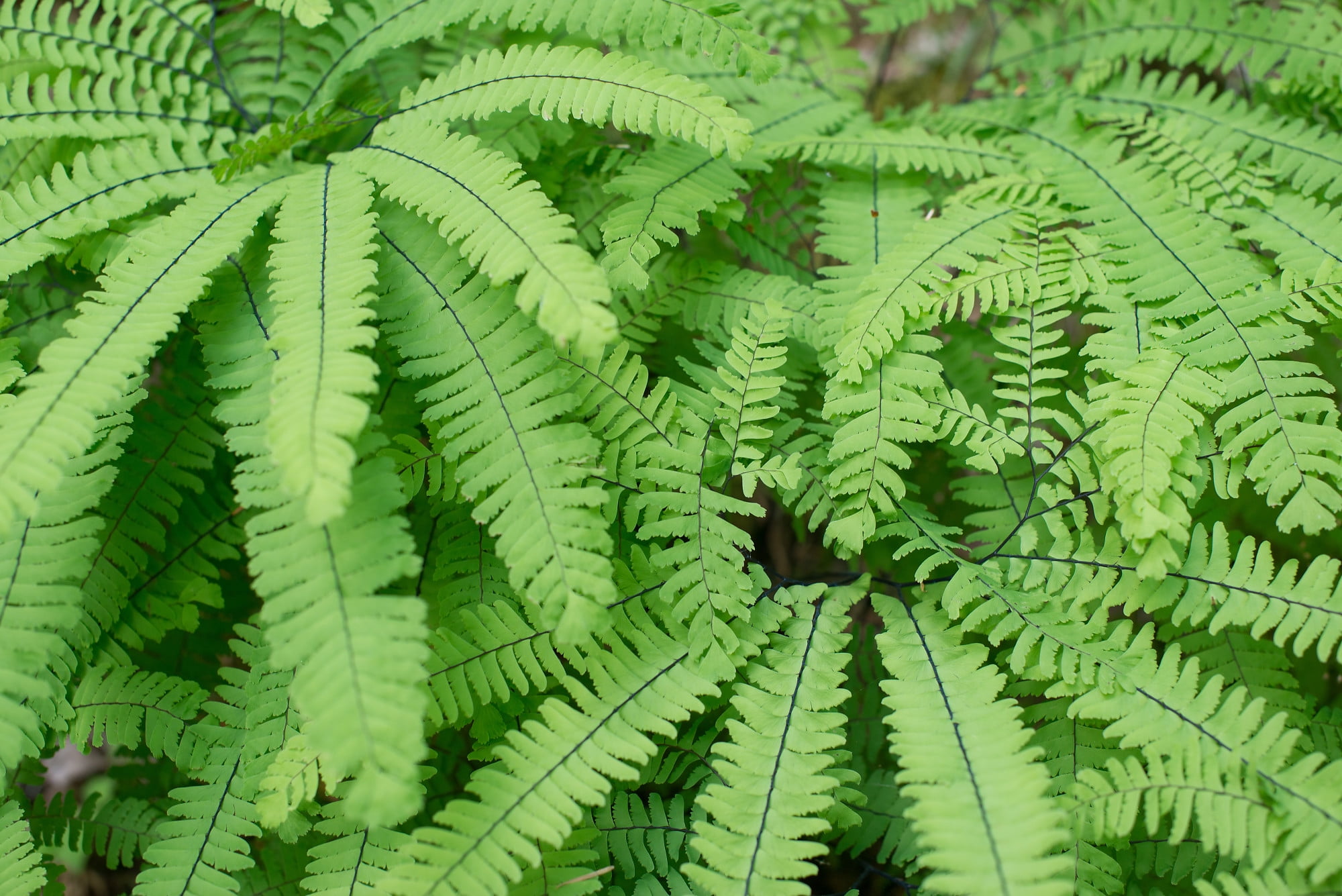 Maidenhair Fern - Adiatum pedatum -Live Starter Plants - Walmart.com