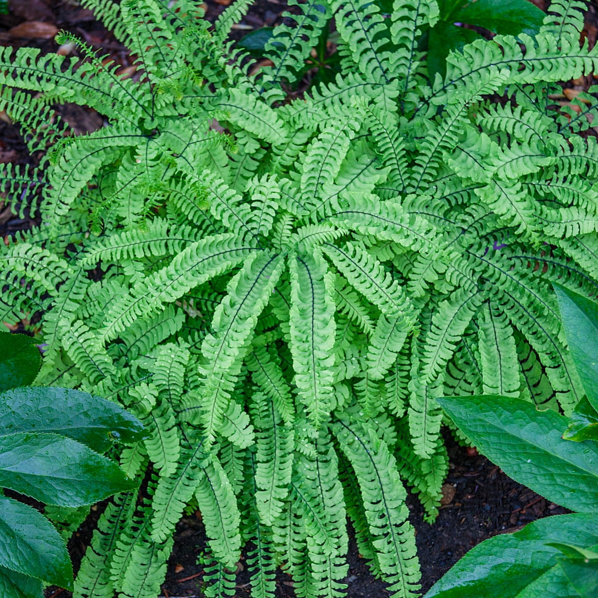 Maidenhair Fern Dormant Bare Root Perennial Starter Plants, 5-Pack ...