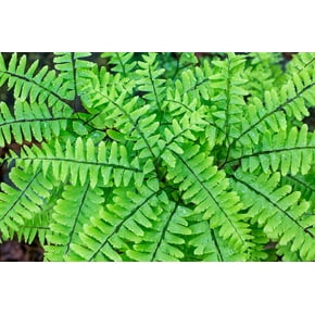 Ferns in Indoor Plants - Walmart.com