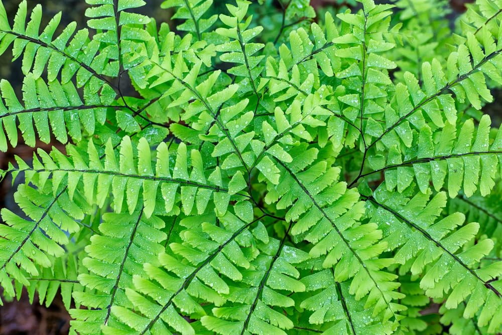 Maidenhair Fern Plants to Grow, Fresh Rootstock - Easy to Grow - Hardy ...