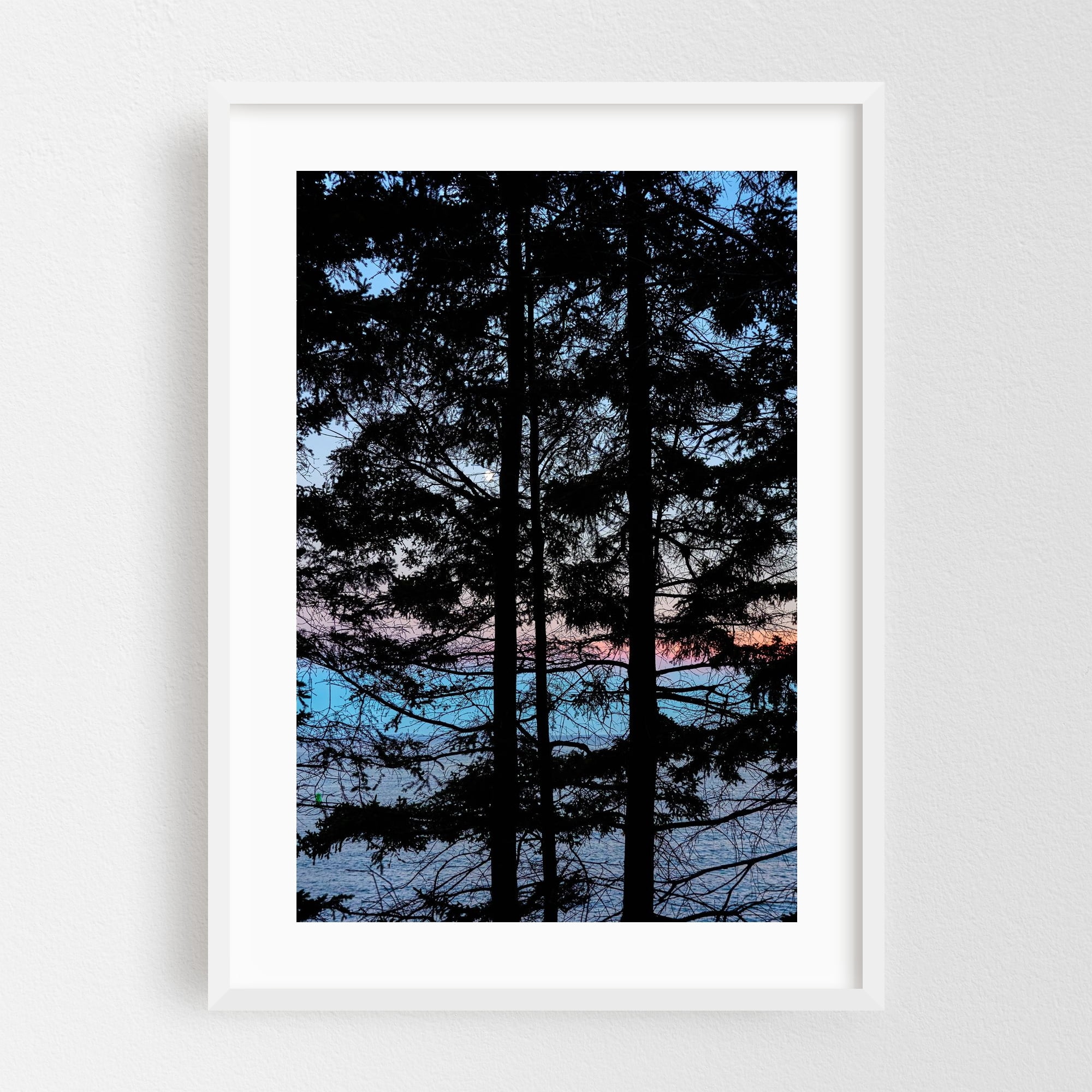 Main Coast Evergreens - Photography Forest Nature Silhouette Sunset ...