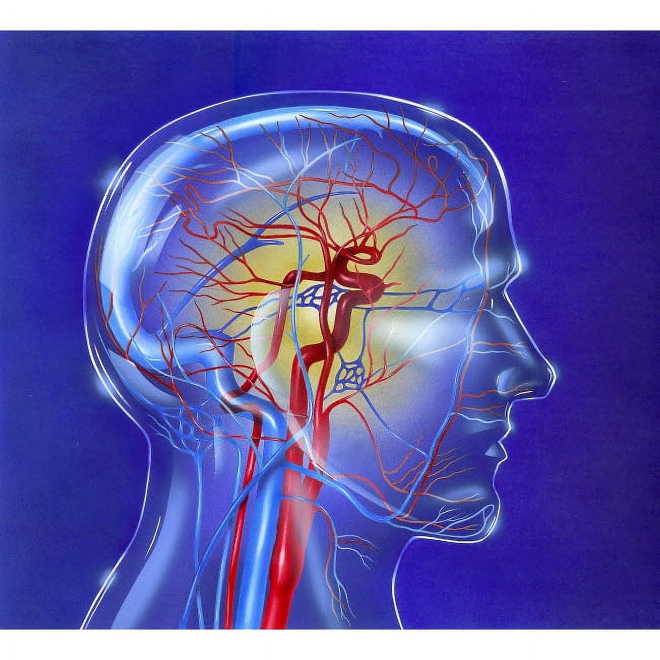 Main arteries and veins within a glass head Poster Print by TriFocal ...