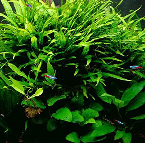 Mainam Java Fern Philippine Potted Microsorum Pteropus Live Aquarium ...