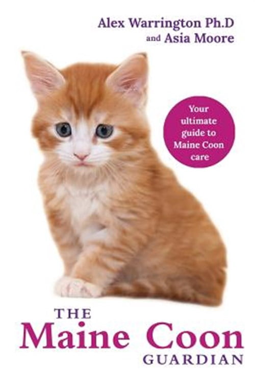 Pre-Owned Maine Coon Cat: From bringing your kitten home to comforting ...