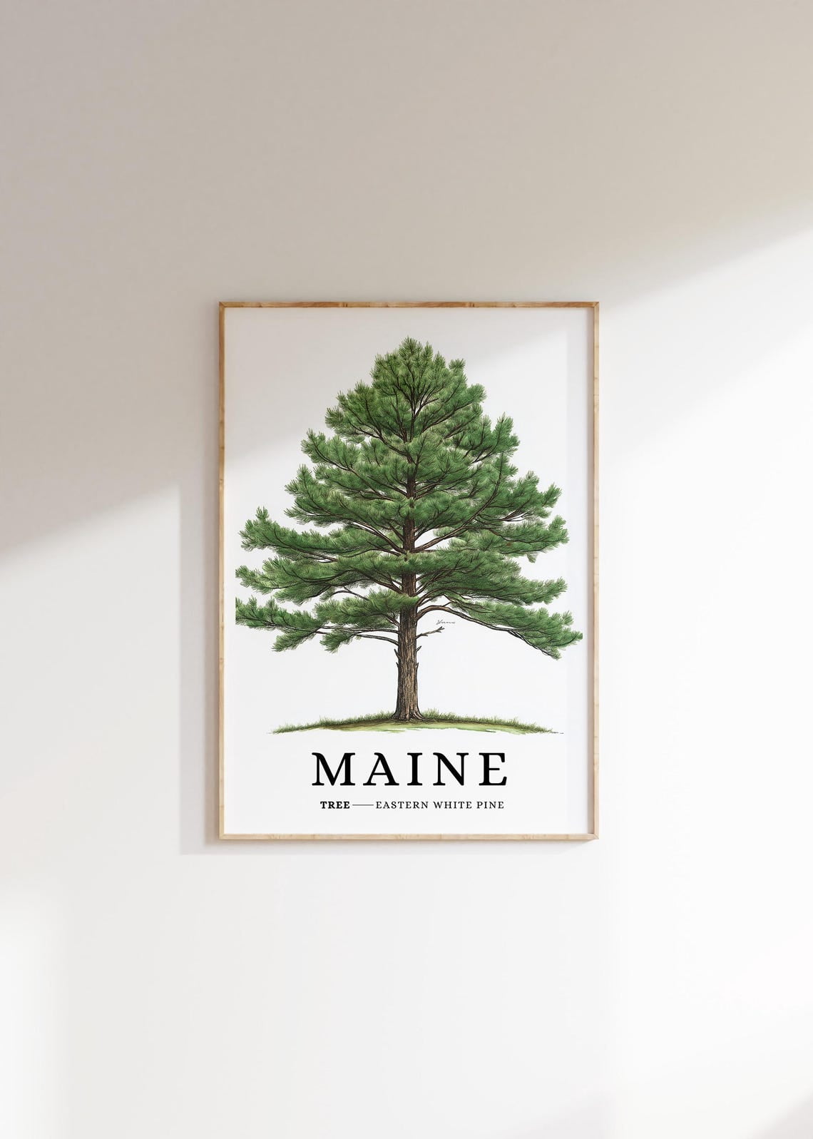 Maine State Tree Poster: Eastern White Pine Botanical Art, Unframed ...