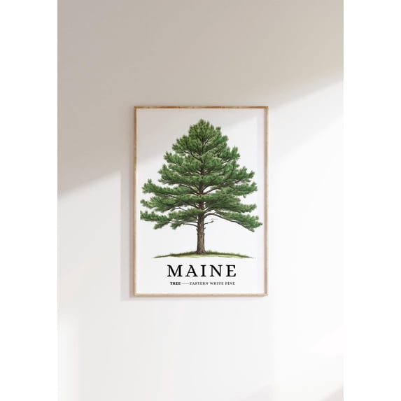 Maine State Tree Poster: Eastern White Pine Botanical Art, Unframed ...