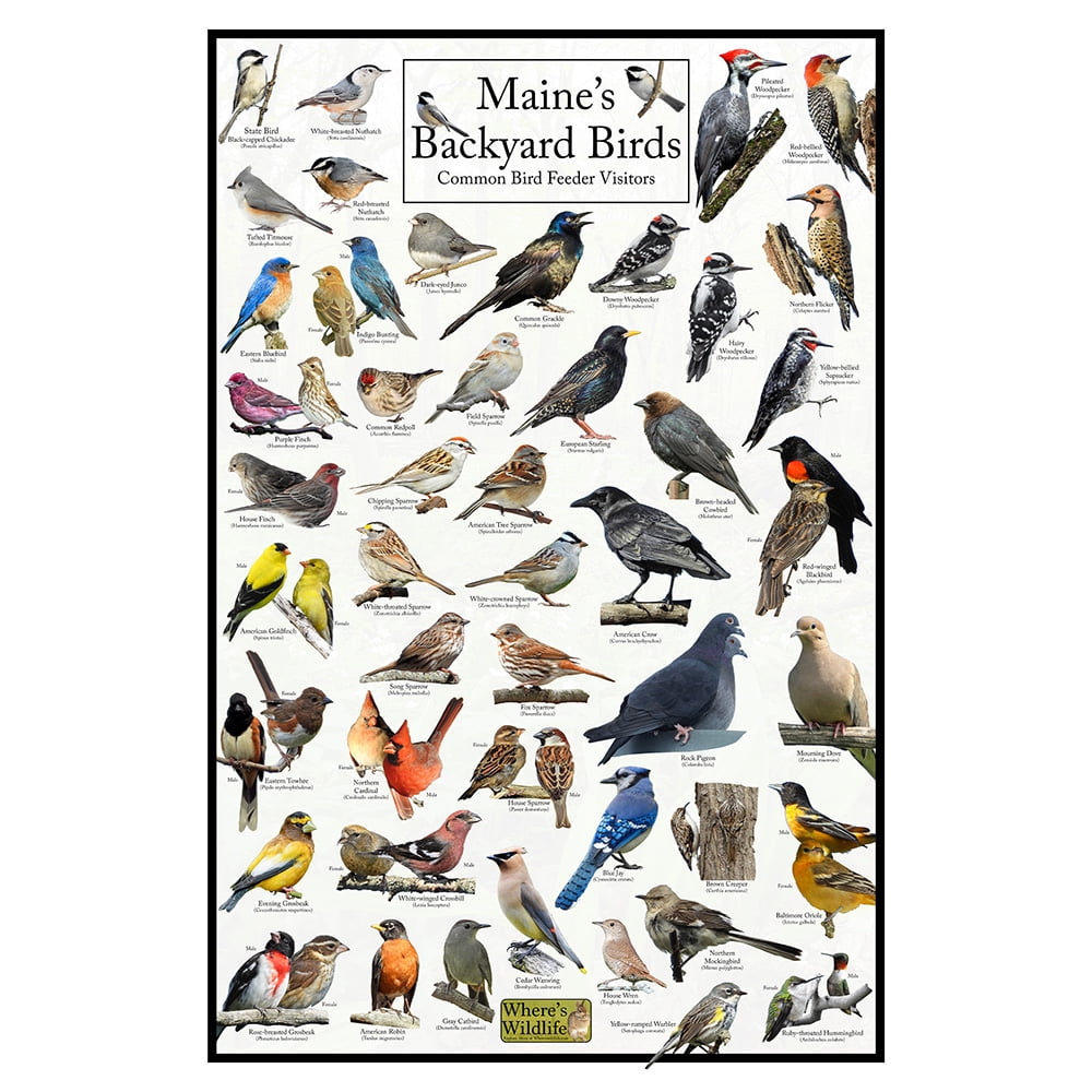 Maine's Backyard Birds Poster - Maine Bird Chart Highlighting Birds At ...