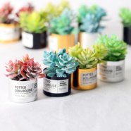 Darice Plaque-star - Walmart.com