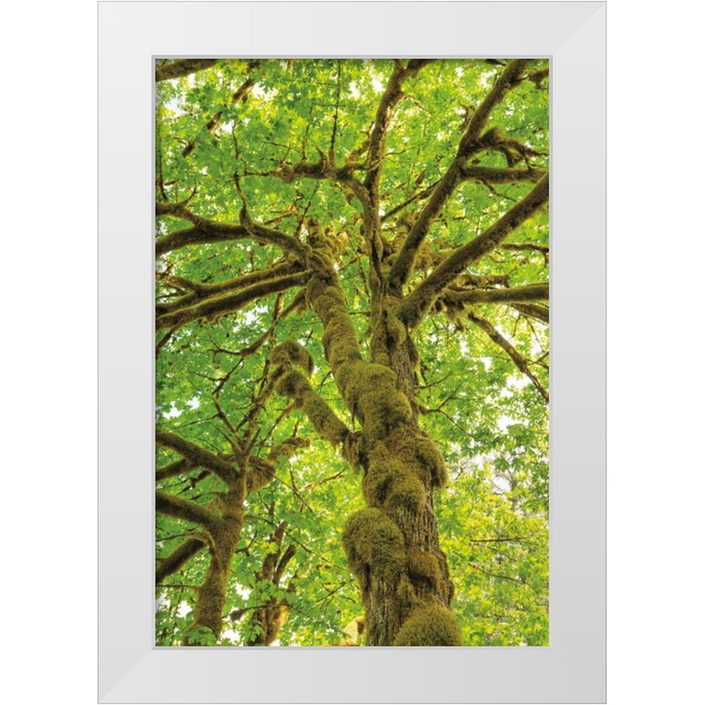 Majchrowicz, Alan 11x14 White Modern Wood Framed Museum Art Print ...