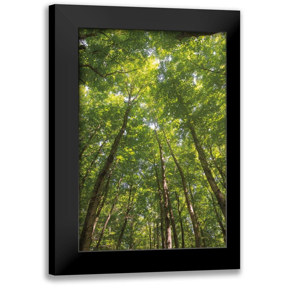 Majchrowicz, Alan 13x18 Black Modern Framed Museum Art Print Titled - Hardwood Forest Canopy II ...