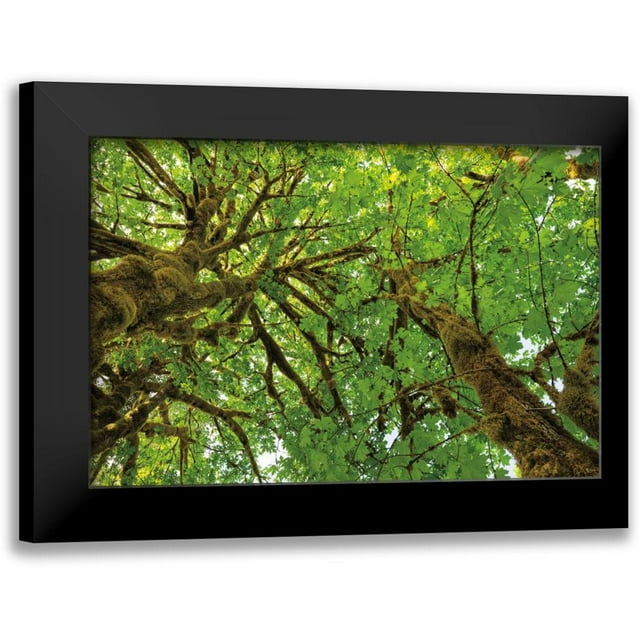 Majchrowicz, Alan 14x11 Black Modern Framed Museum Art Print Titled - Big Leaf Maple Trees III ...