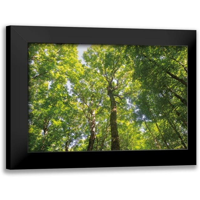 Majchrowicz, Alan 14x11 Black Modern Framed Museum Art Print Titled - Hardwood Forest Canopy III ...