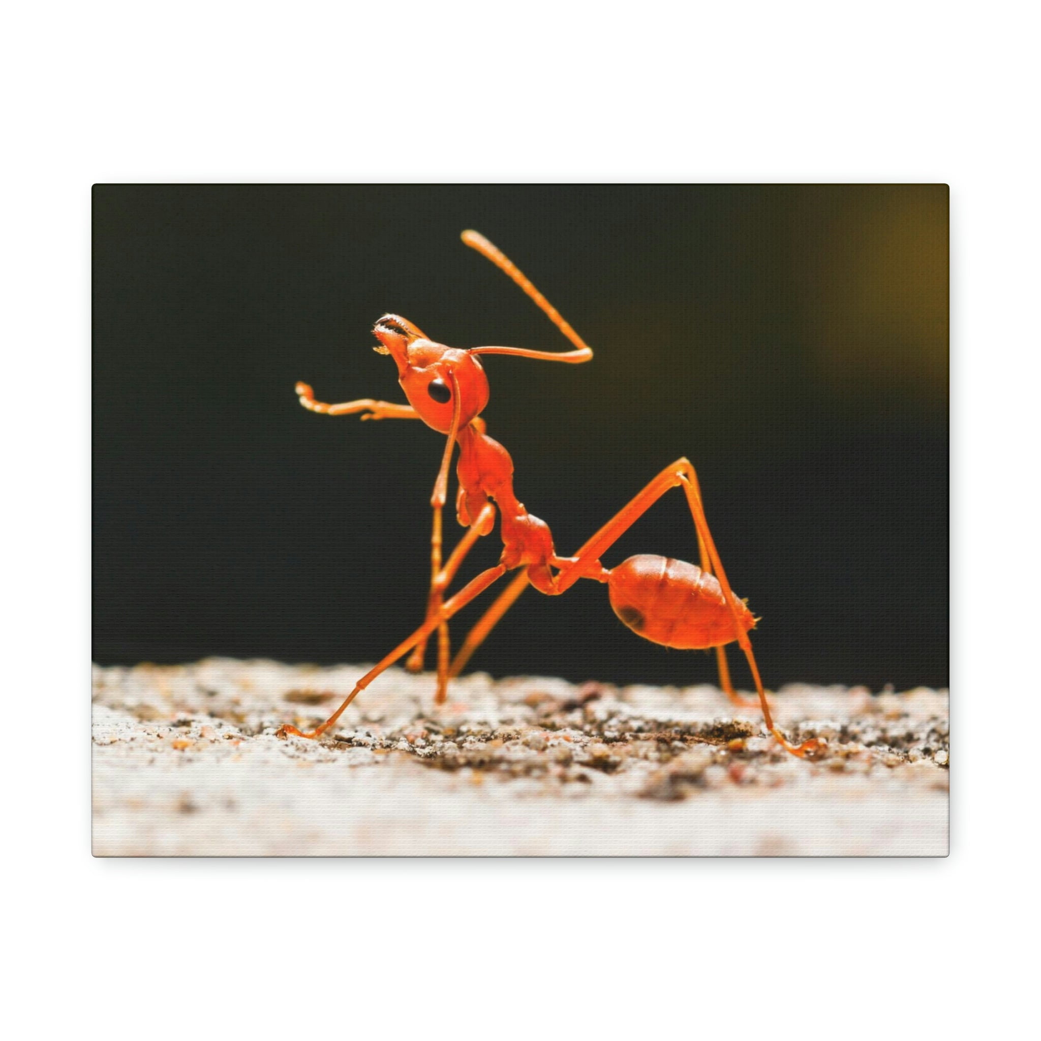 Majestic Ant Art Majestic Ant Print Animal Wall Art Wildlife Canvas ...