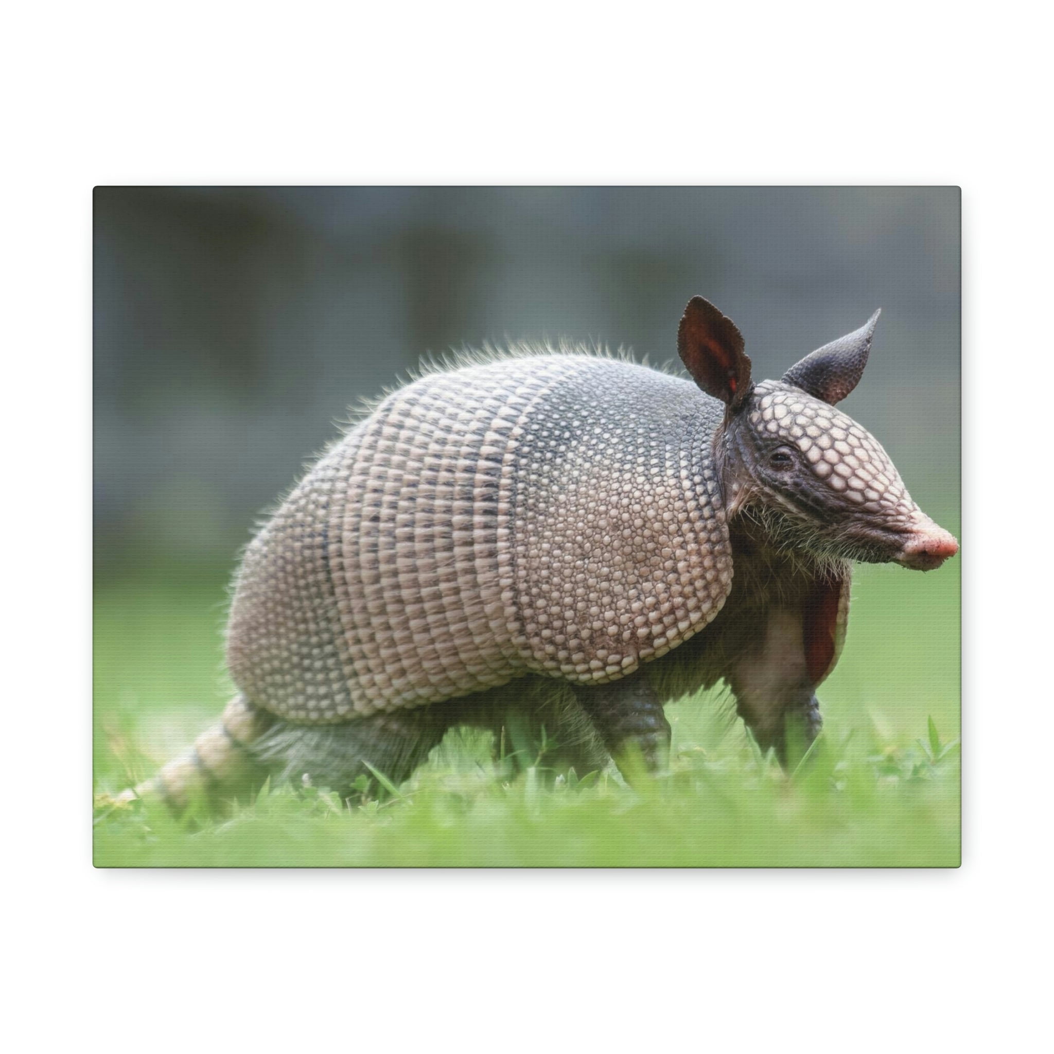 Majestic Armadillo Art Majestic Armadillo Print Animal Wall Art Wildlife Canvas Prints Wall Art ...