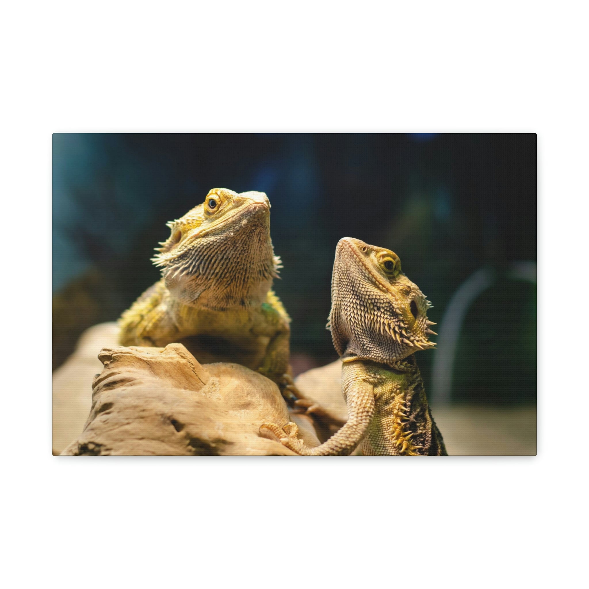 Majestic Bearded Dragon Couple Print Animal Wall Art Wildlife Canvas ...