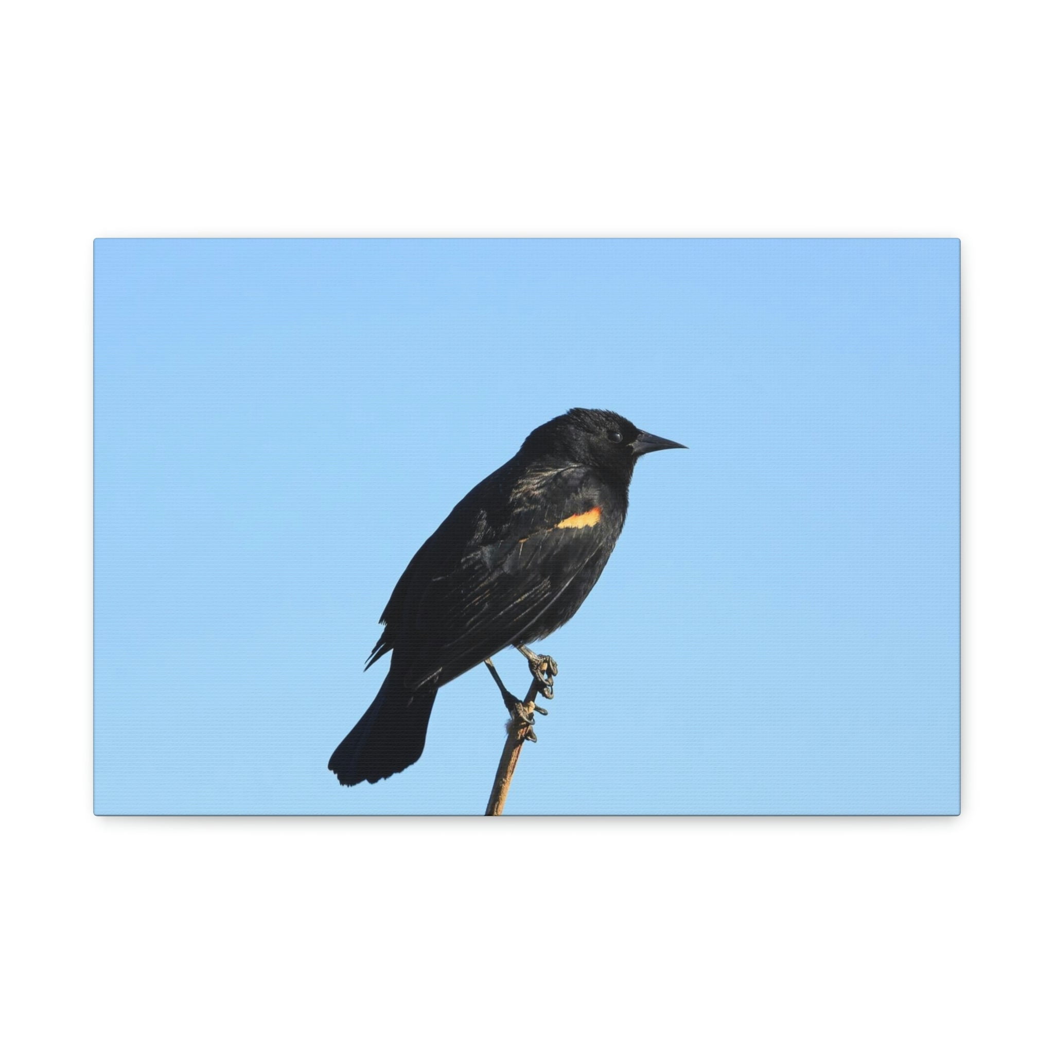 Majestic Blackbird Art Majestic Blackbird Hound Print Animal Wall Art ...