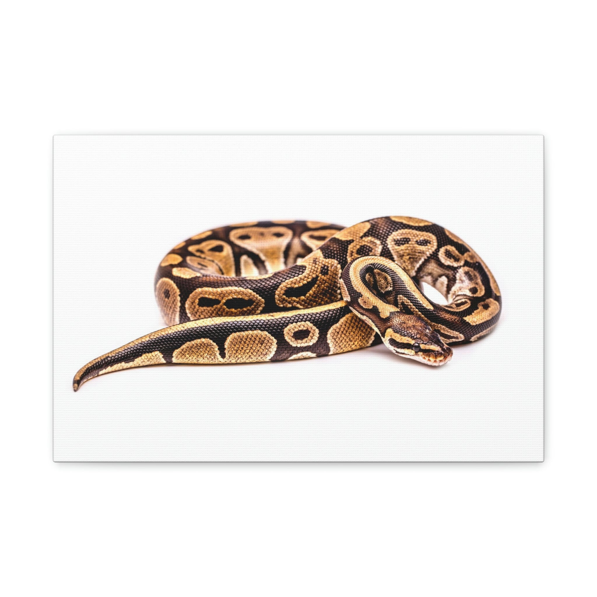 Majestic Boa Art Majestic Boa Print Animal Wall Art Wildlife Canvas ...