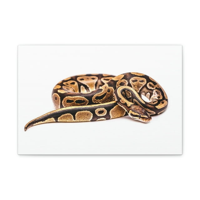 Majestic Boa Art Majestic Boa Print Animal Wall Art Wildlife Canvas ...