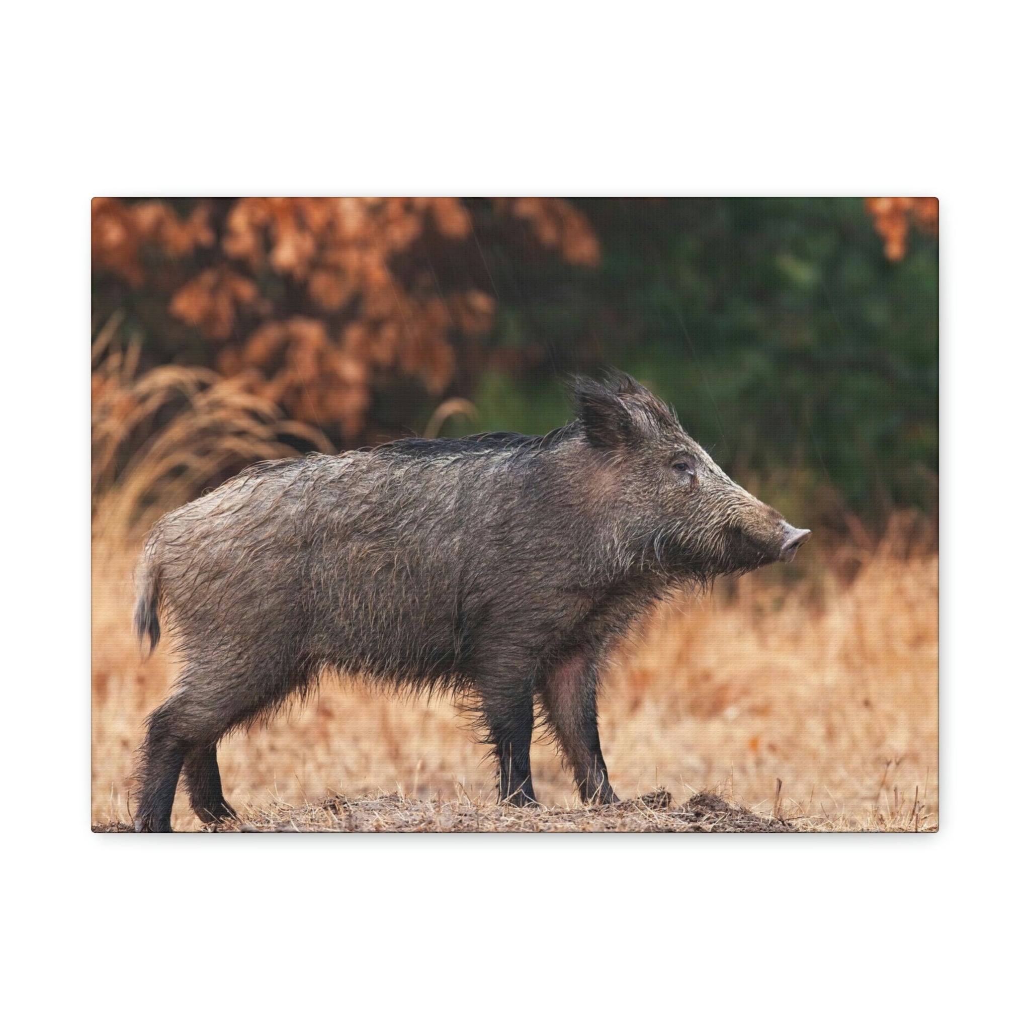 Majestic Boar Art Majestic Boar Print Animal Wall Art Wildlife Canvas ...