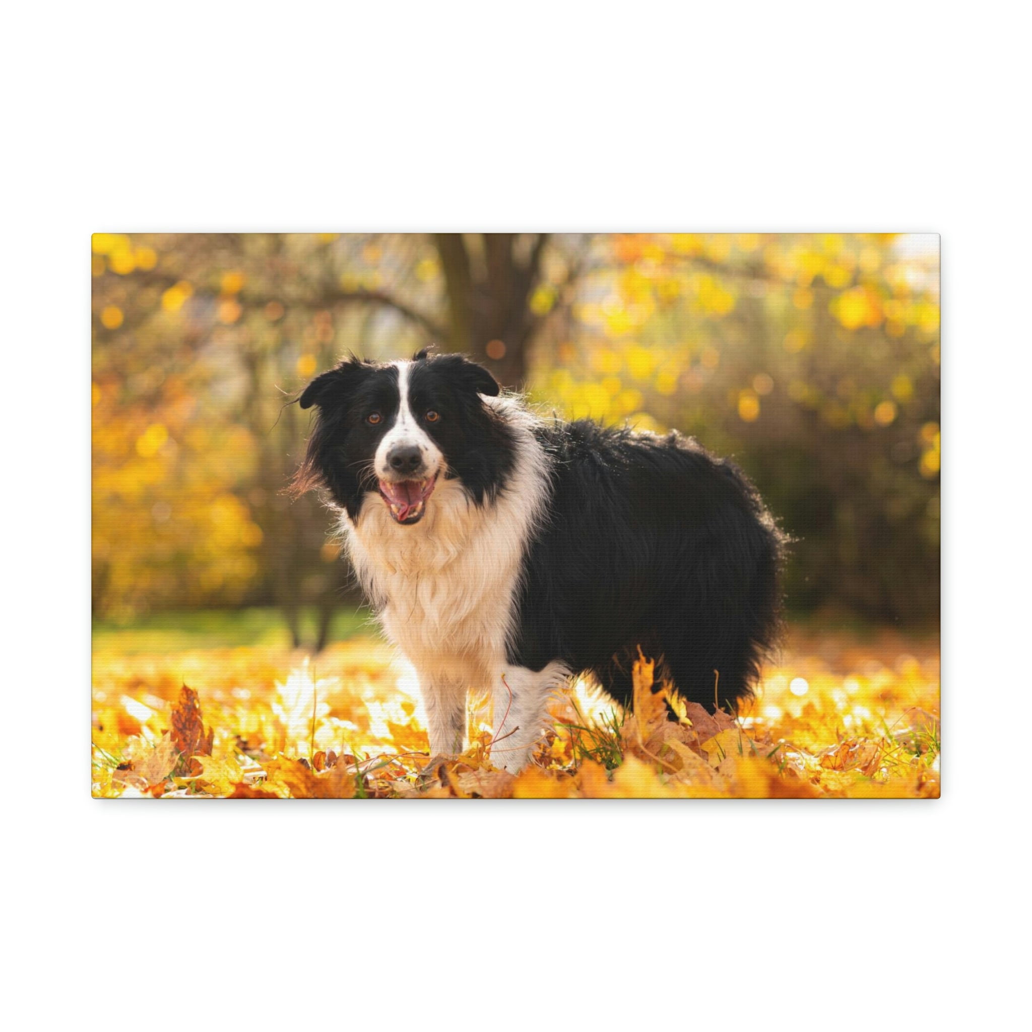 Majestic Border Collie Art Majestic Border Collie Print Animal Wall Art ...