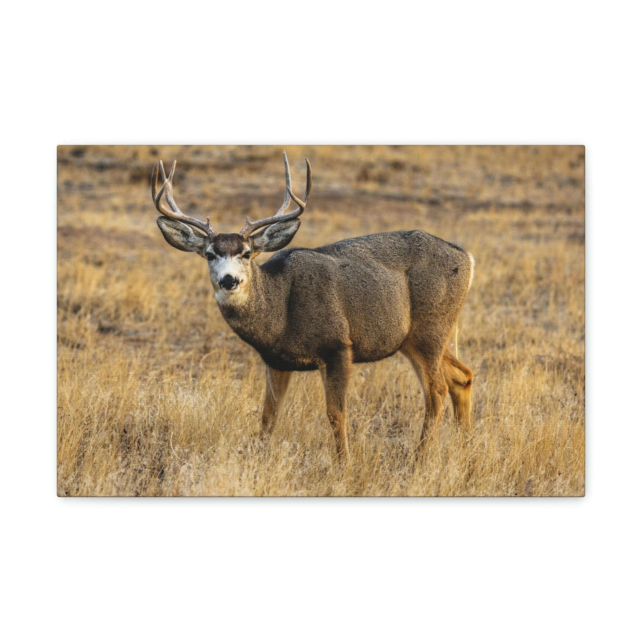 Majestic Buck Art Majestic Buck Print Animal Wall Art Wildlife Canvas ...