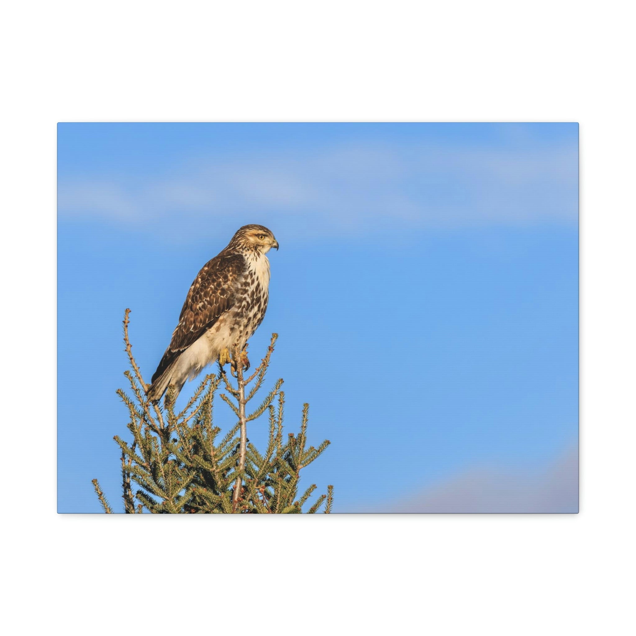 Majestic Buzzard Art Majestic Buzzard Print Animal Wall Art Wildlife ...