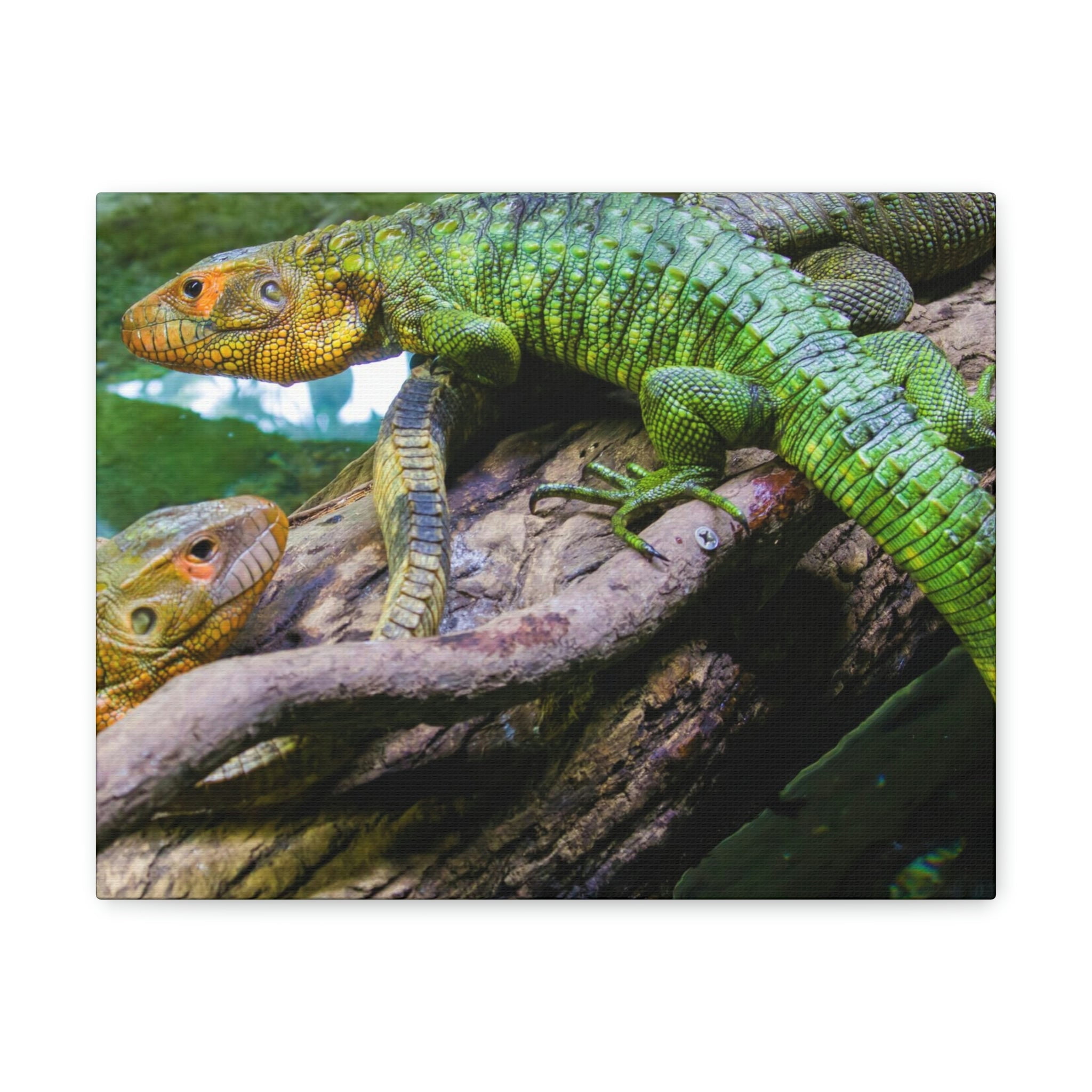 Majestic Caiman Lizard Art Majestic Caiman Lizard Print Animal Wall Art ...