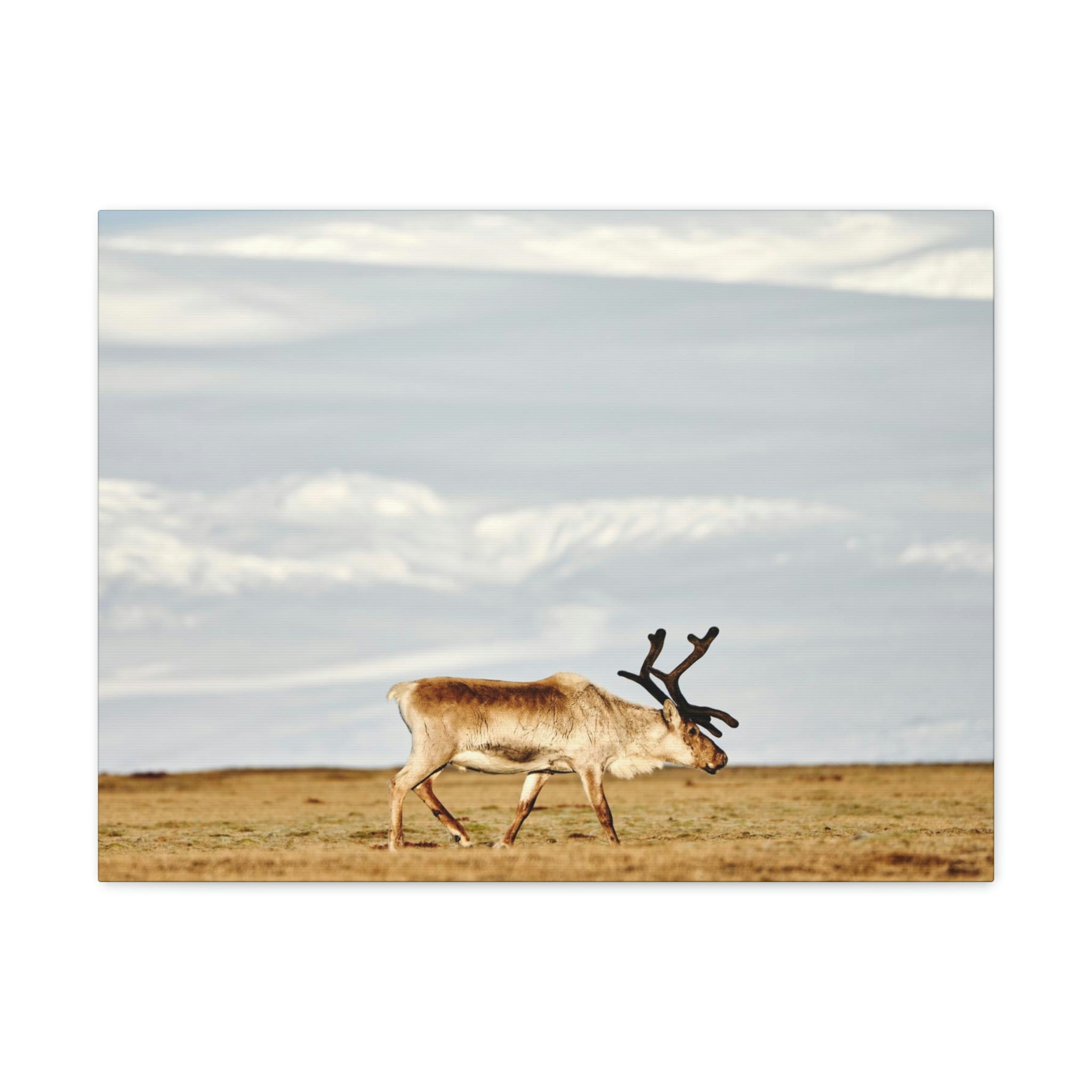 Majestic Caribou Art Majestic Caribou Print Animal Wall Art Wildlife ...