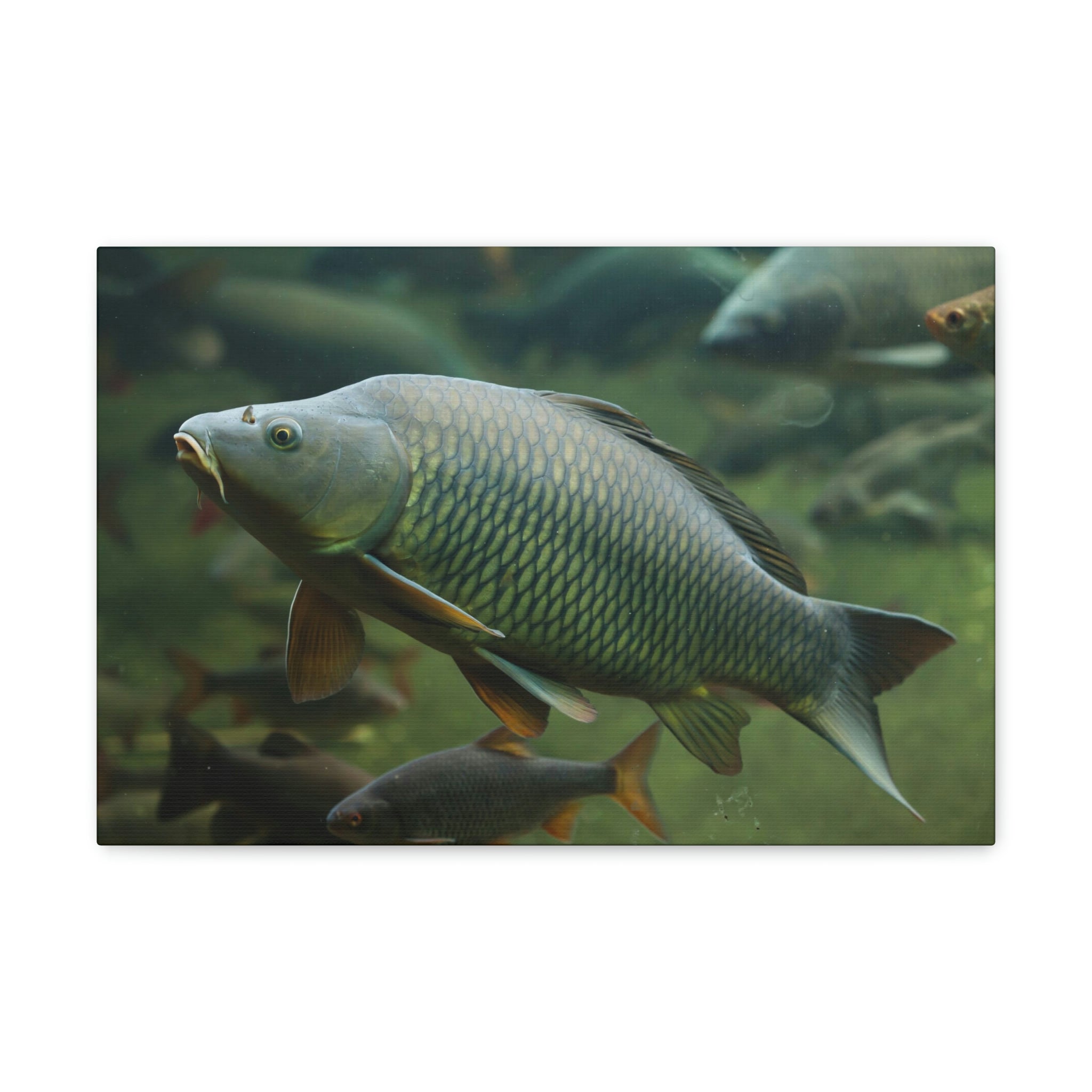 Majestic Carp Art Majestic Carp Print Animal Wall Art Wildlife Canvas ...