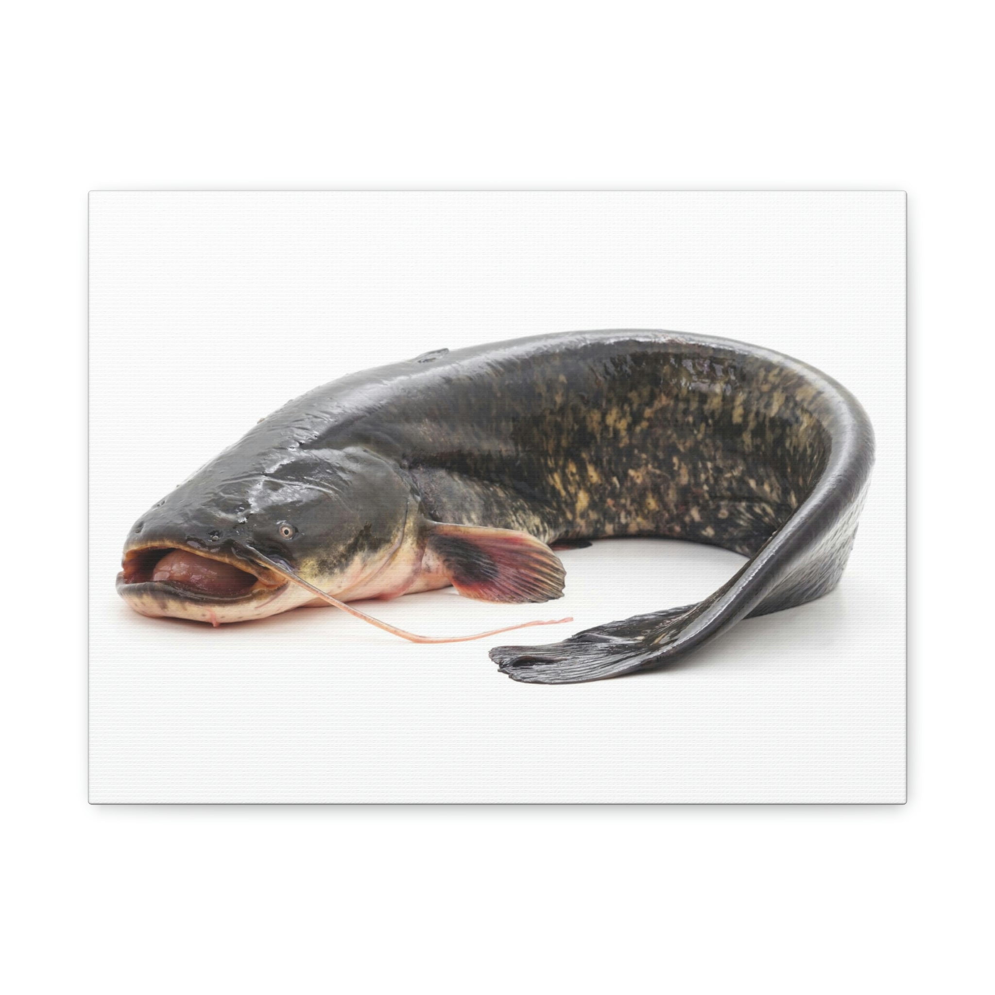 Majestic Catfish Art Majestic Catfish Print Animal Wall Art Wildlife ...