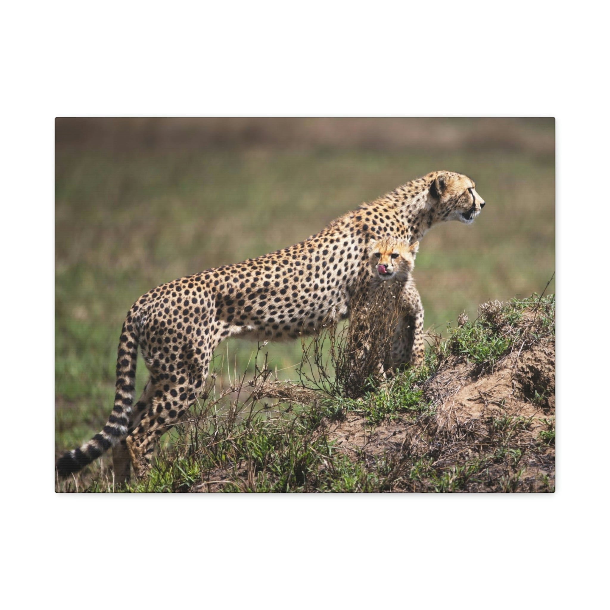 Majestic Cheetah Art Majestic Cheetah Print Animal Wall Art Wildlife ...