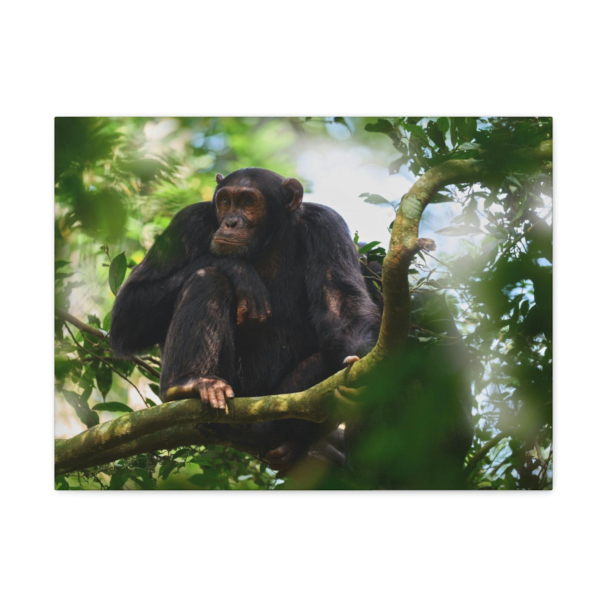 Majestic Chimpanzee Art Majestic Chimpanzee Print Animal Wall Art ...