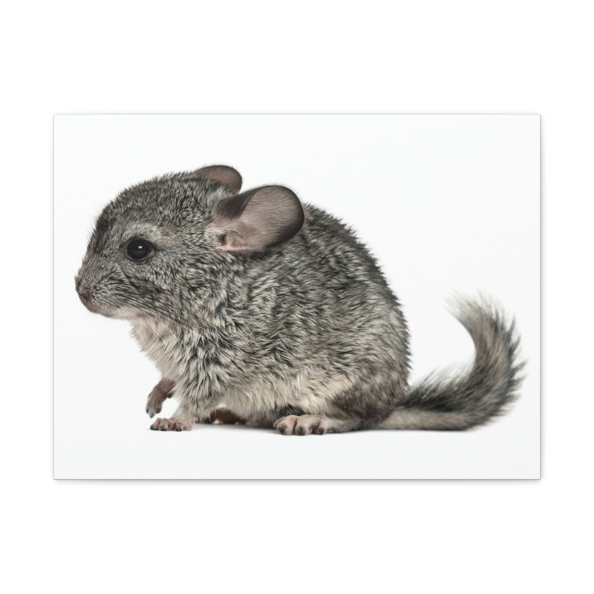 Majestic Chinchilla Art Majestic Chinchilla Print Animal Wall Art ...