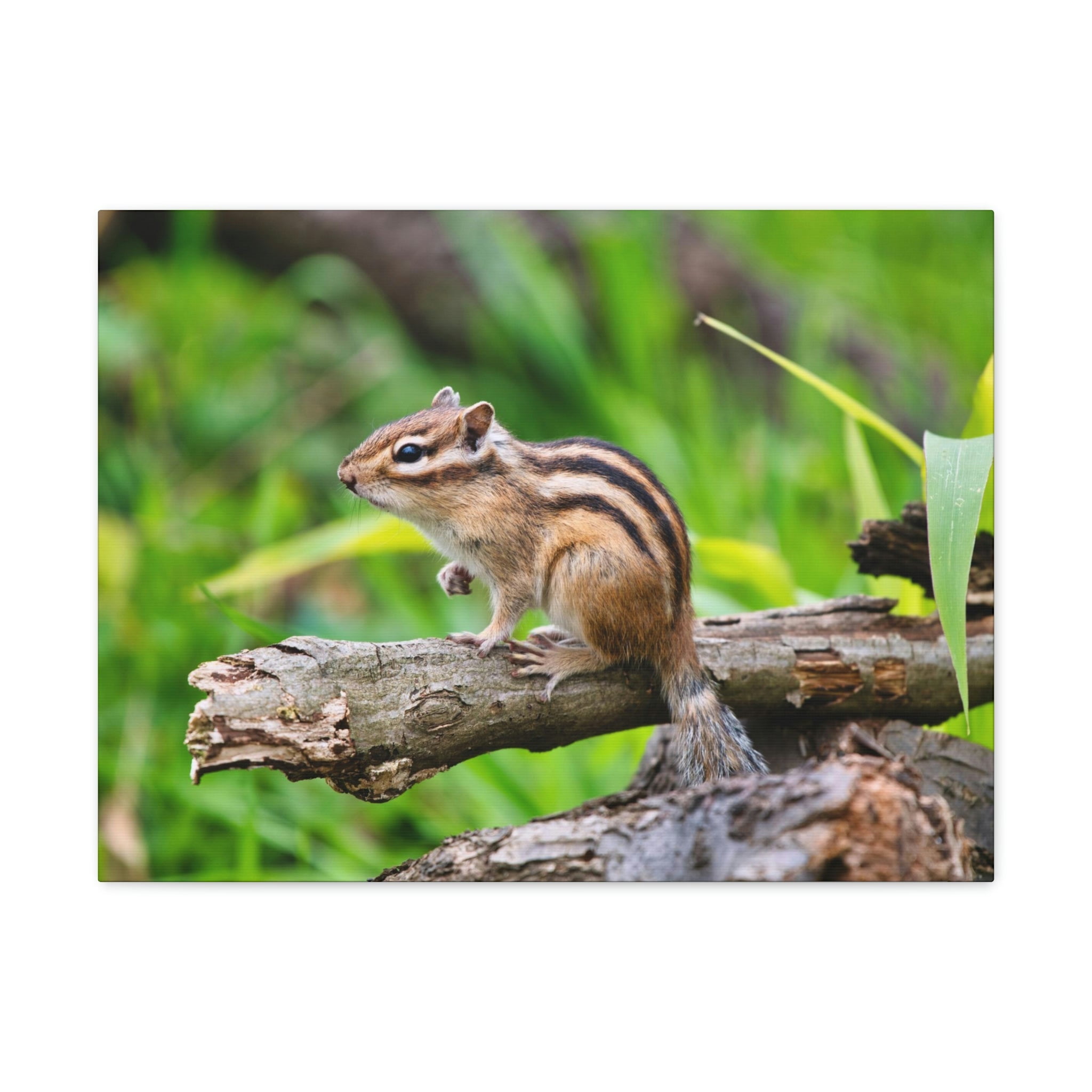 Majestic Chipmunk Art Majestic Chipmunk Print Animal Wall Art Wildlife ...
