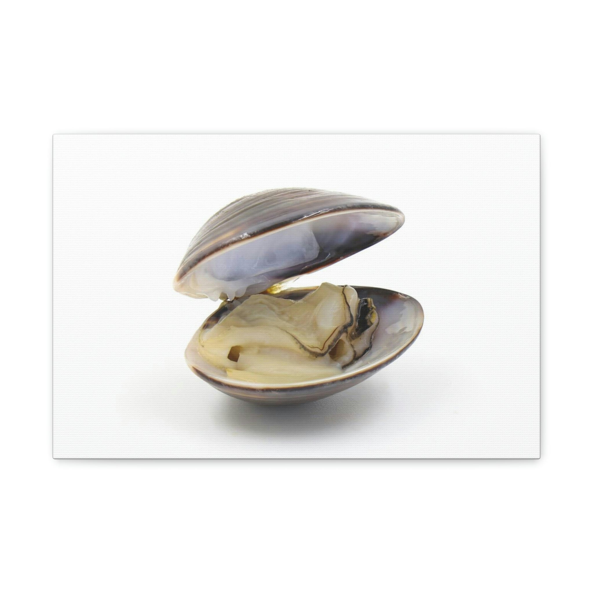 Majestic Clam Art Majestic Clam Print Animal Wall Art Wildlife Canvas ...