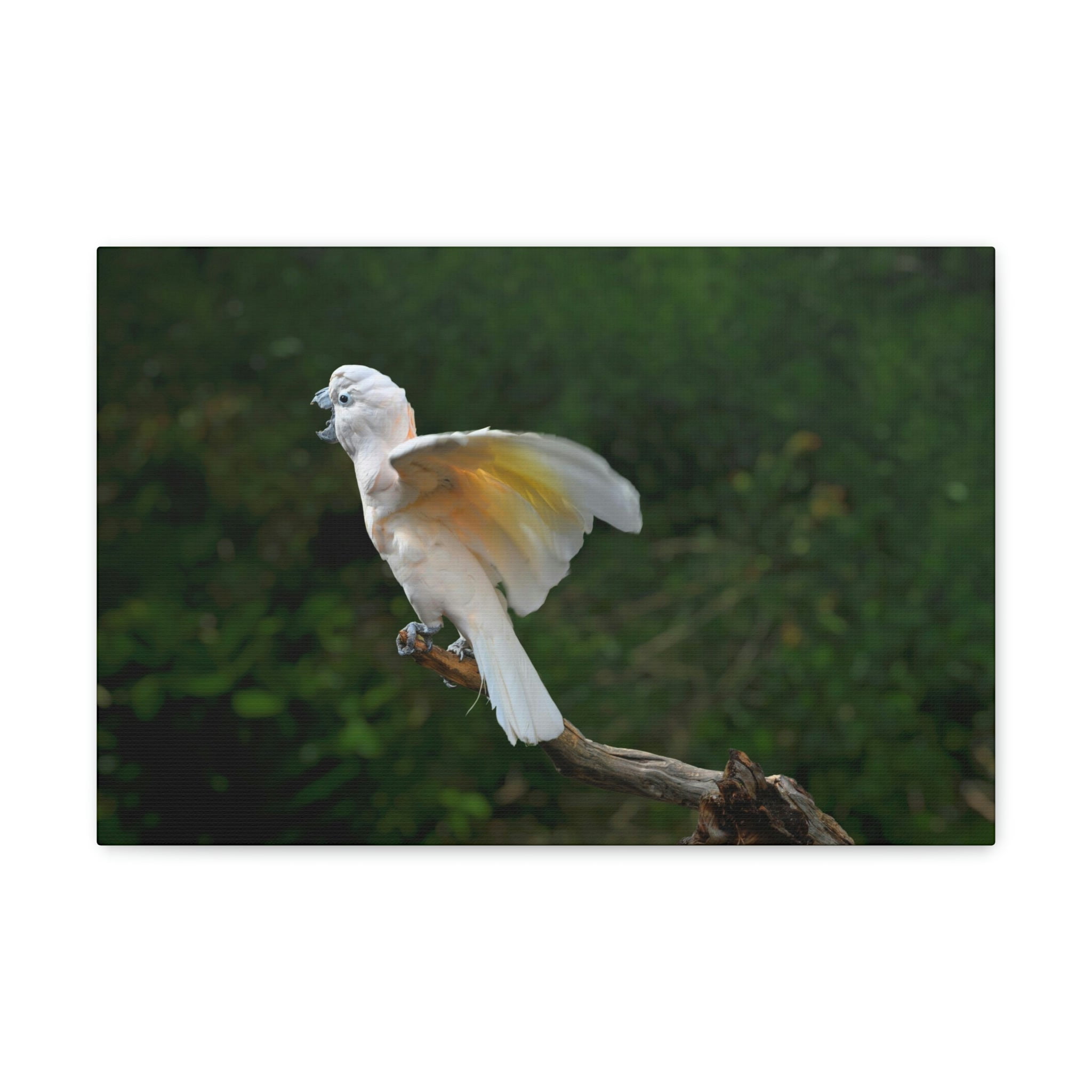 Majestic Cockatoo Print Animal Wall Art Wildlife Canvas Prints Wall Art ...