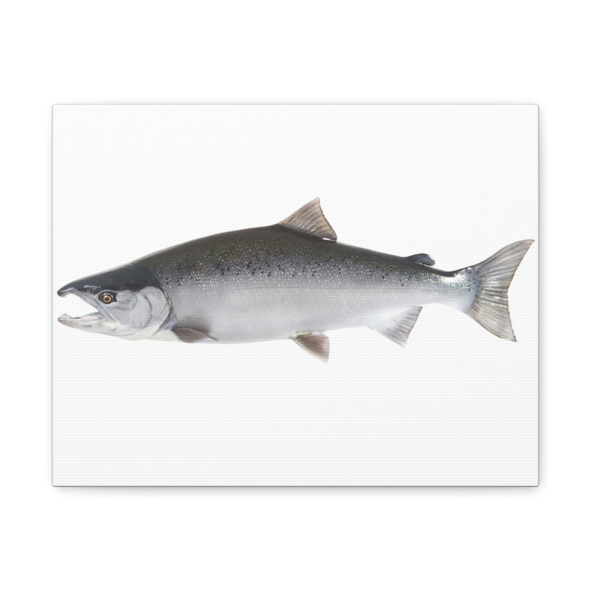 Majestic Coho Art Majestic Coho Print Animal Wall Art Wildlife Canvas ...