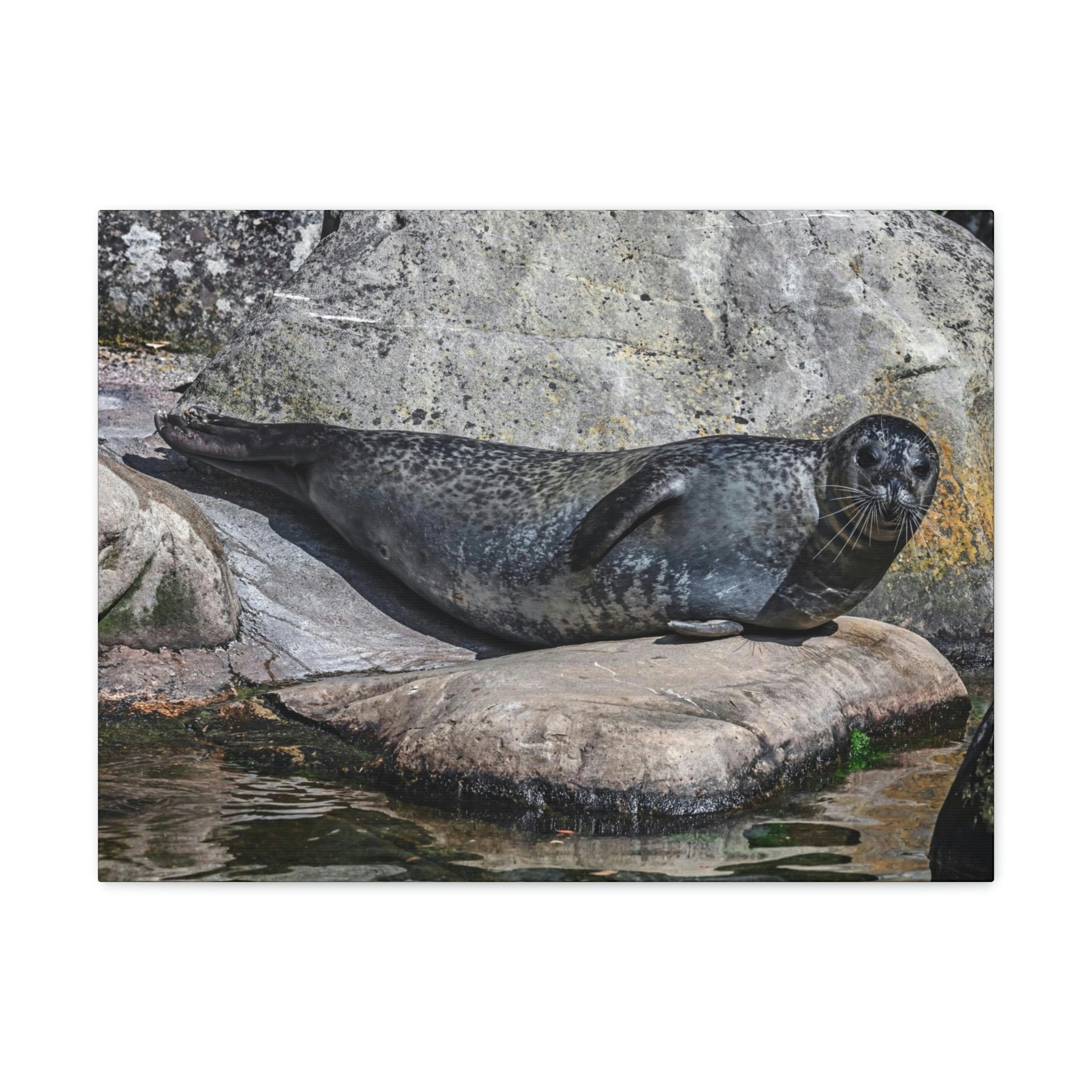 Majestic Common Seal Art Majestic Common Seal Print Animal Wall Art ...