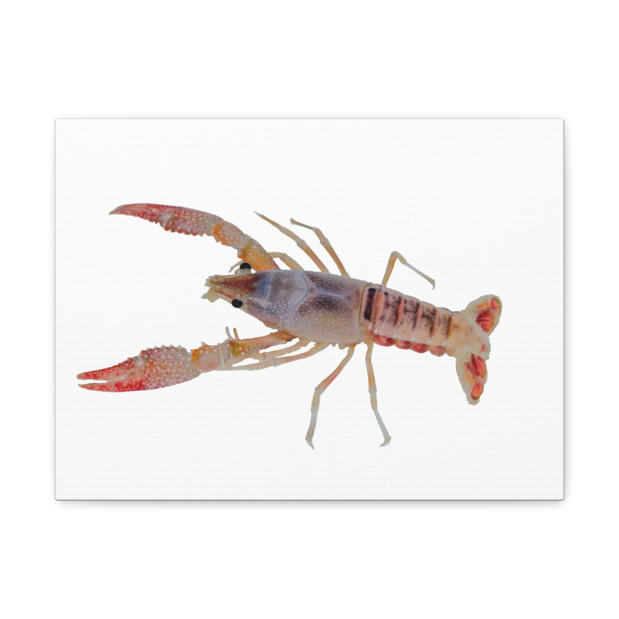Majestic Cray Fish Art Majestic Cray Fish Print Animal Wall Art ...
