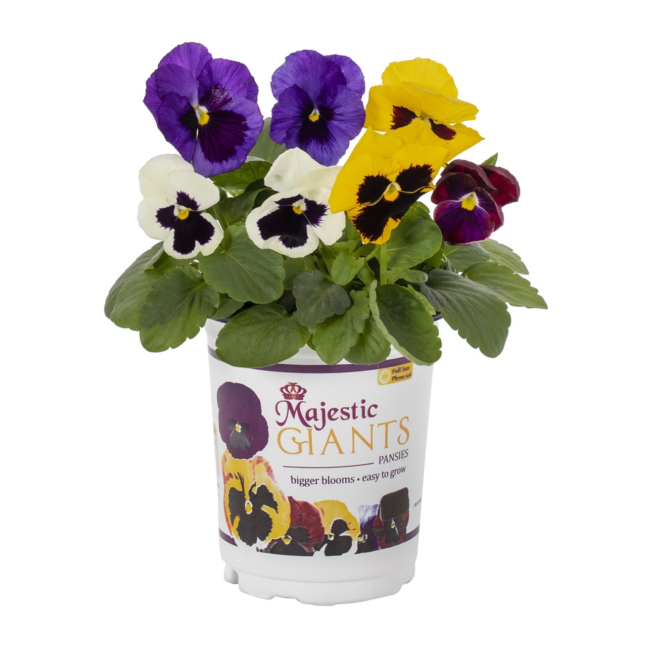 Majestic Giant 1QT Multicolor Pansy Live Annual Plant Sun 5-Pack ...