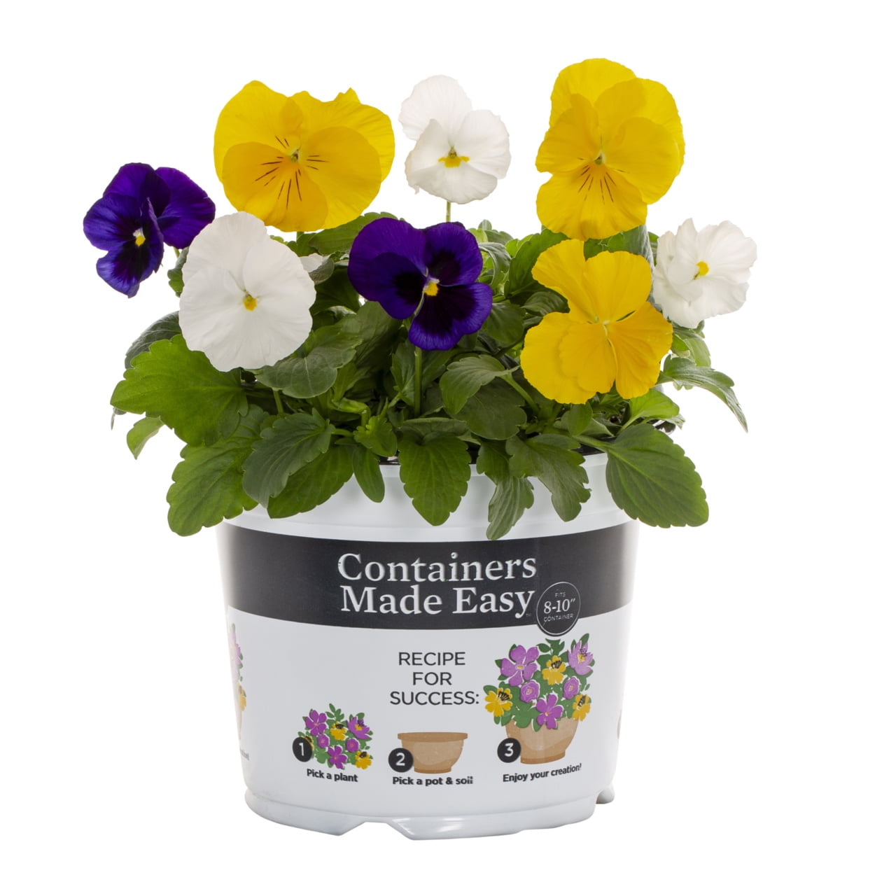 Majestic Giant 3QT Multicolor Fall Pansy Live Annual Plant Containers ...