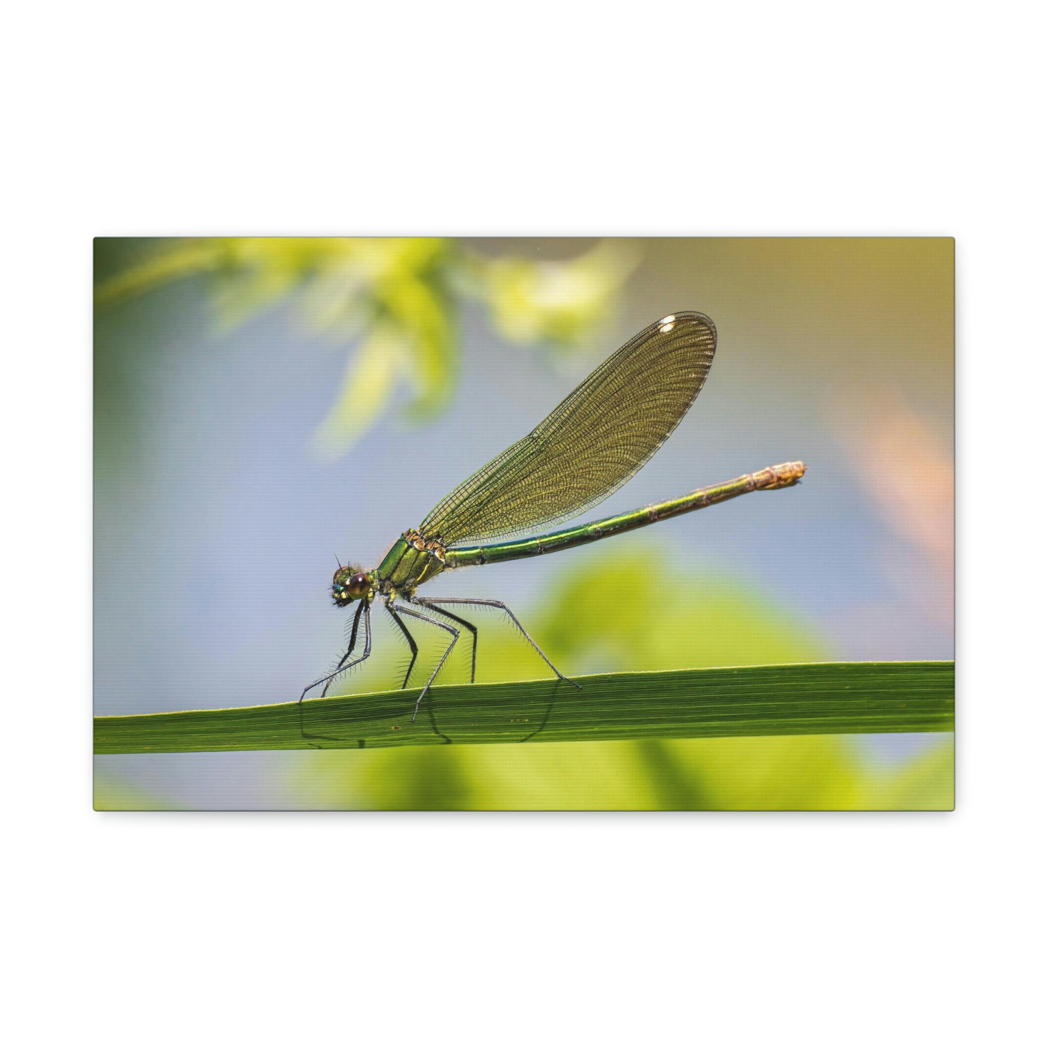 Majestic Golden Damsel Close Up View Print Animal Wall Art Wildlife ...