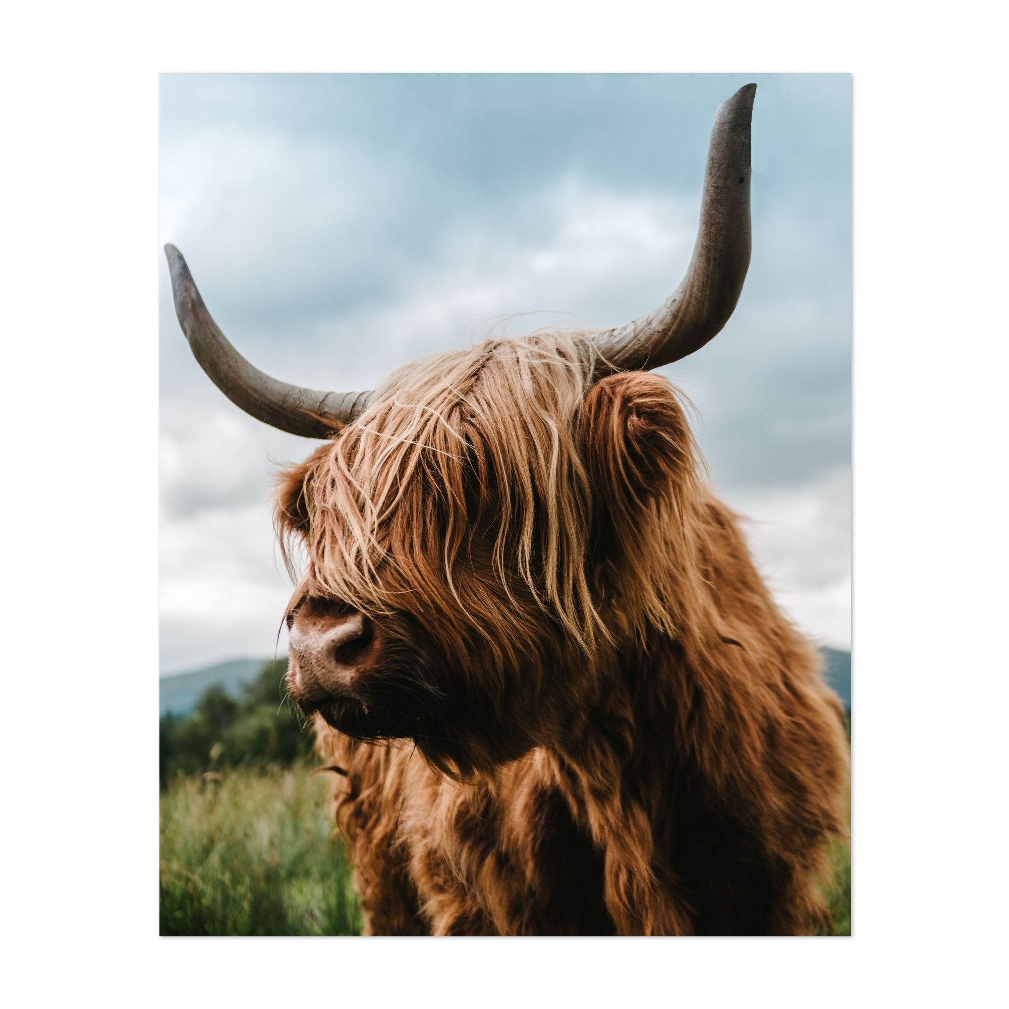 Majestic Highland Stare - Scotland United Kingdom Photography Highland ...