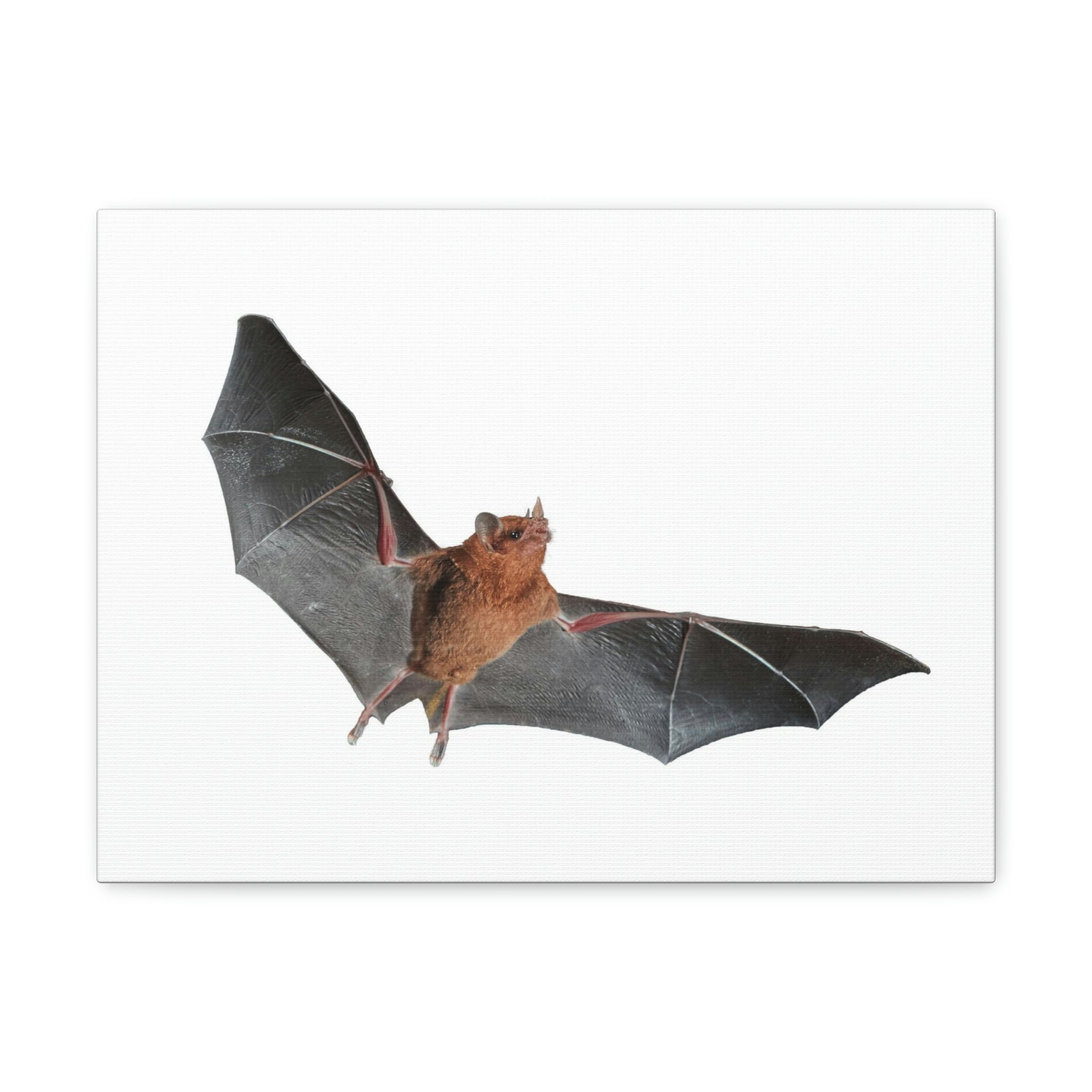 Majestic Indoor Bat Print Animal Wall Art Wildlife Canvas Prints Wall ...